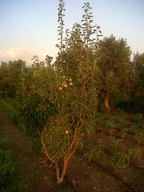 Un verger de 19200 m² à 300.000 CHF : joomil.ch